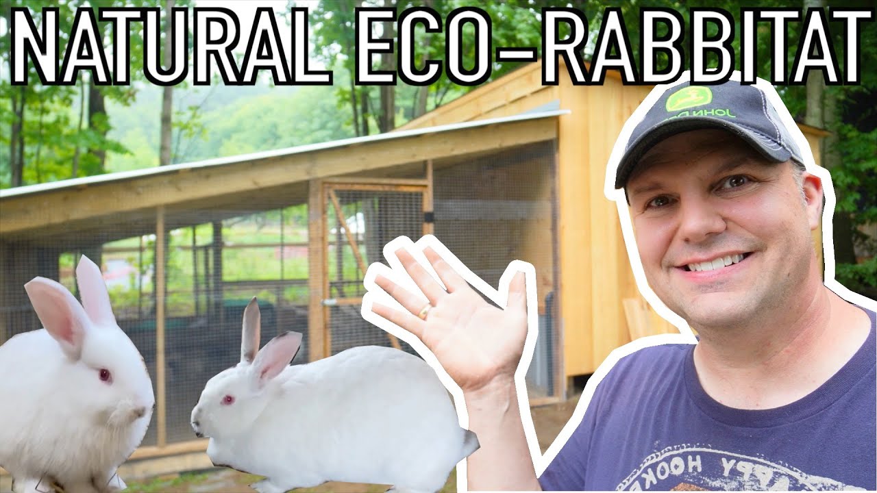 Creating a Natural Rabbit Colony | Bunny Barn & Habitat - YouTube