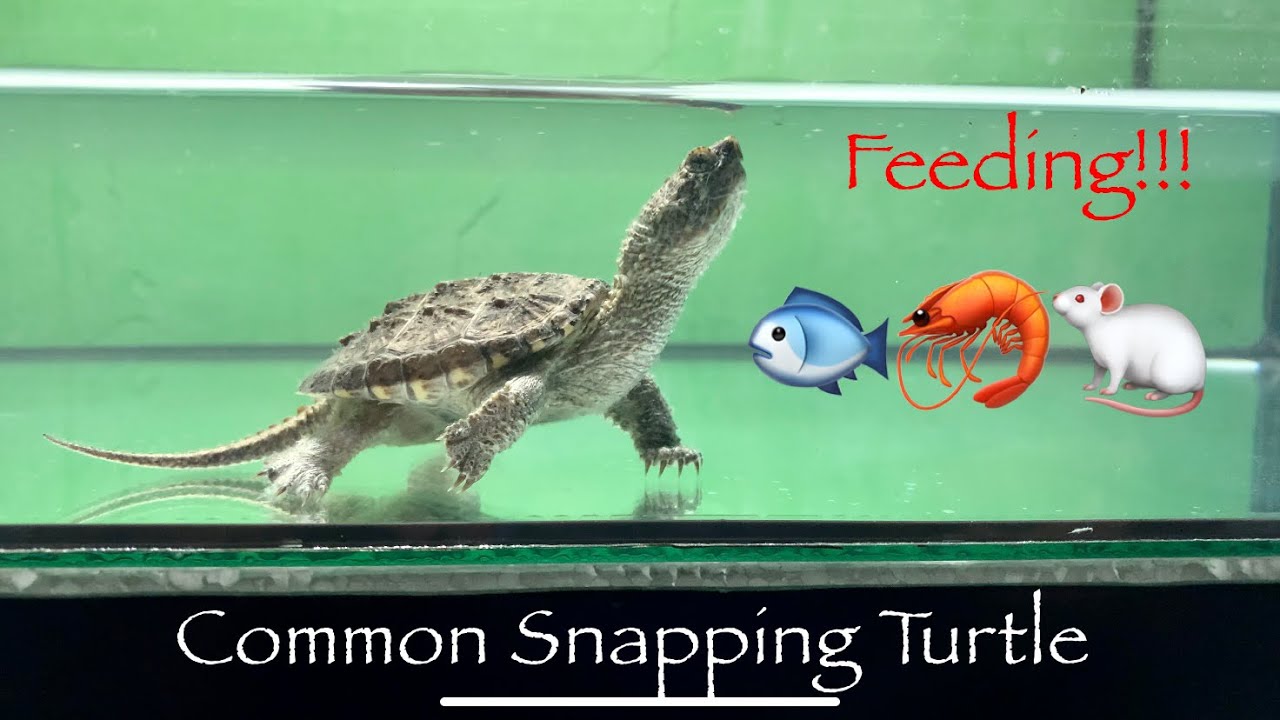 Common Snapping Turtle Feeding! - YouTube