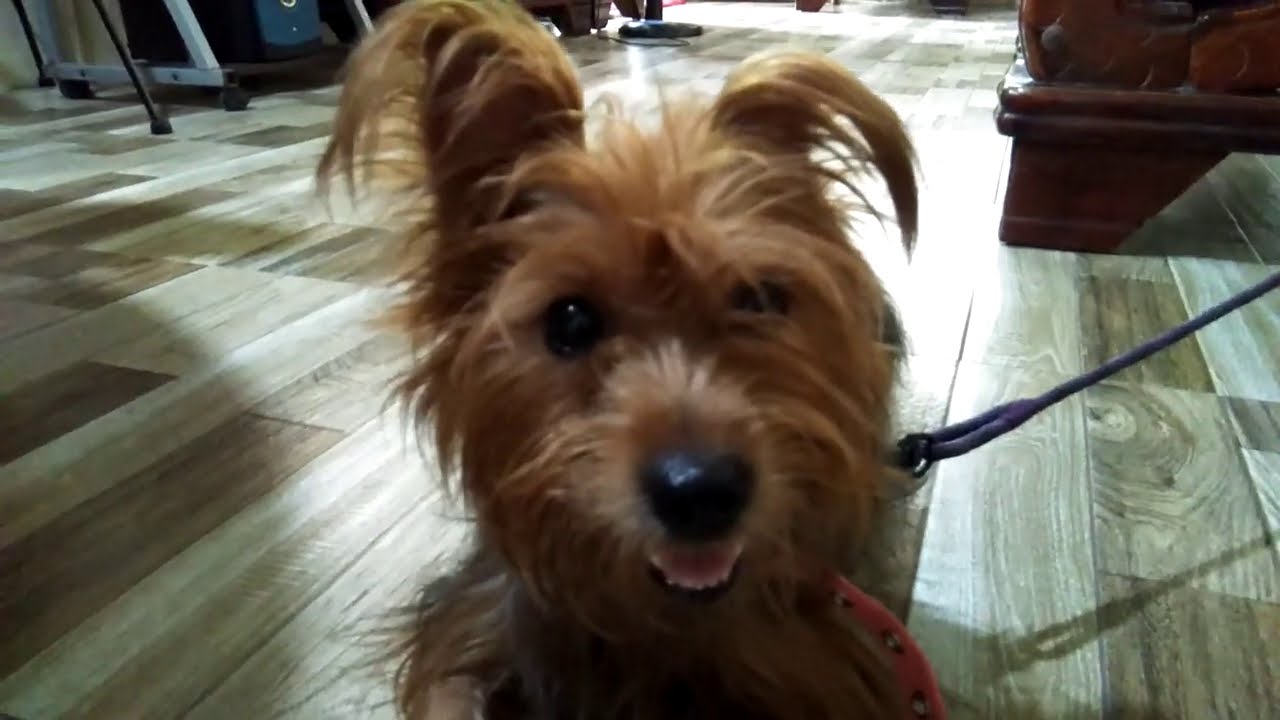 My Yorkshire So Sweet - YouTube