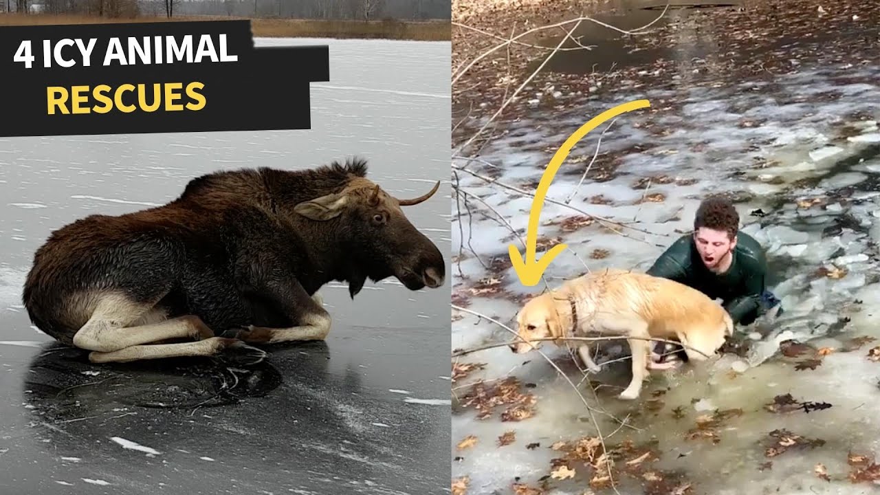 Top 5 Moments Animals Rescued From Ice! - YouTube