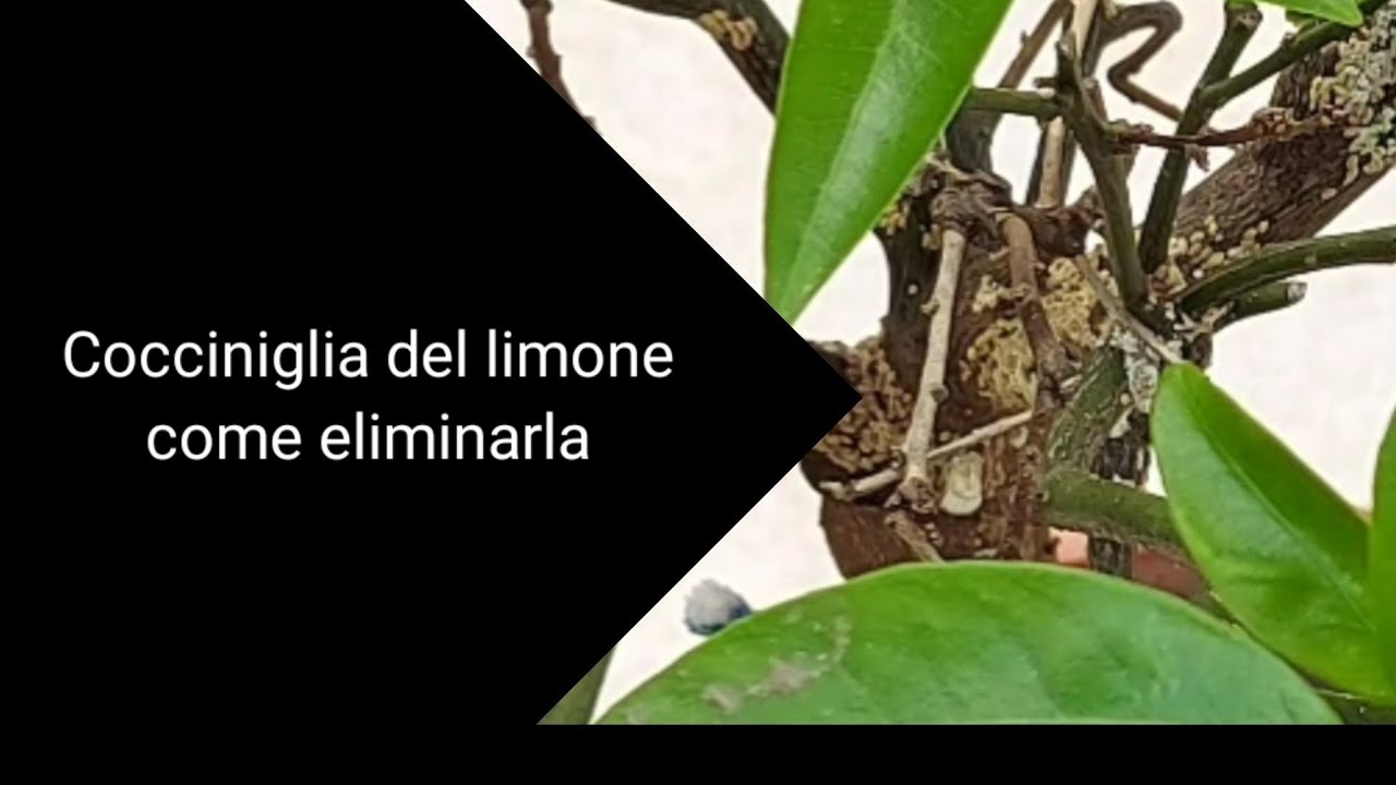 Cocciniglia del limone come eliminarla - YouTube