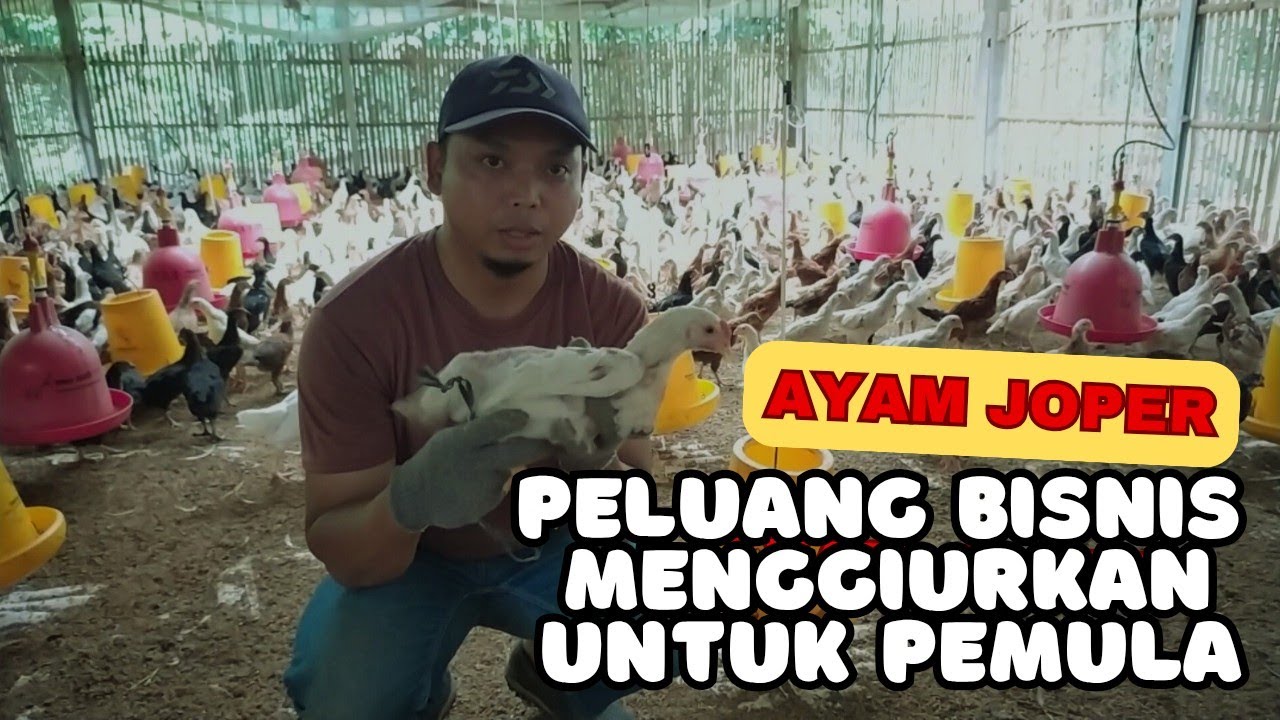 Cara Budidaya ayam joper., Semudah ini.,!? - YouTube
