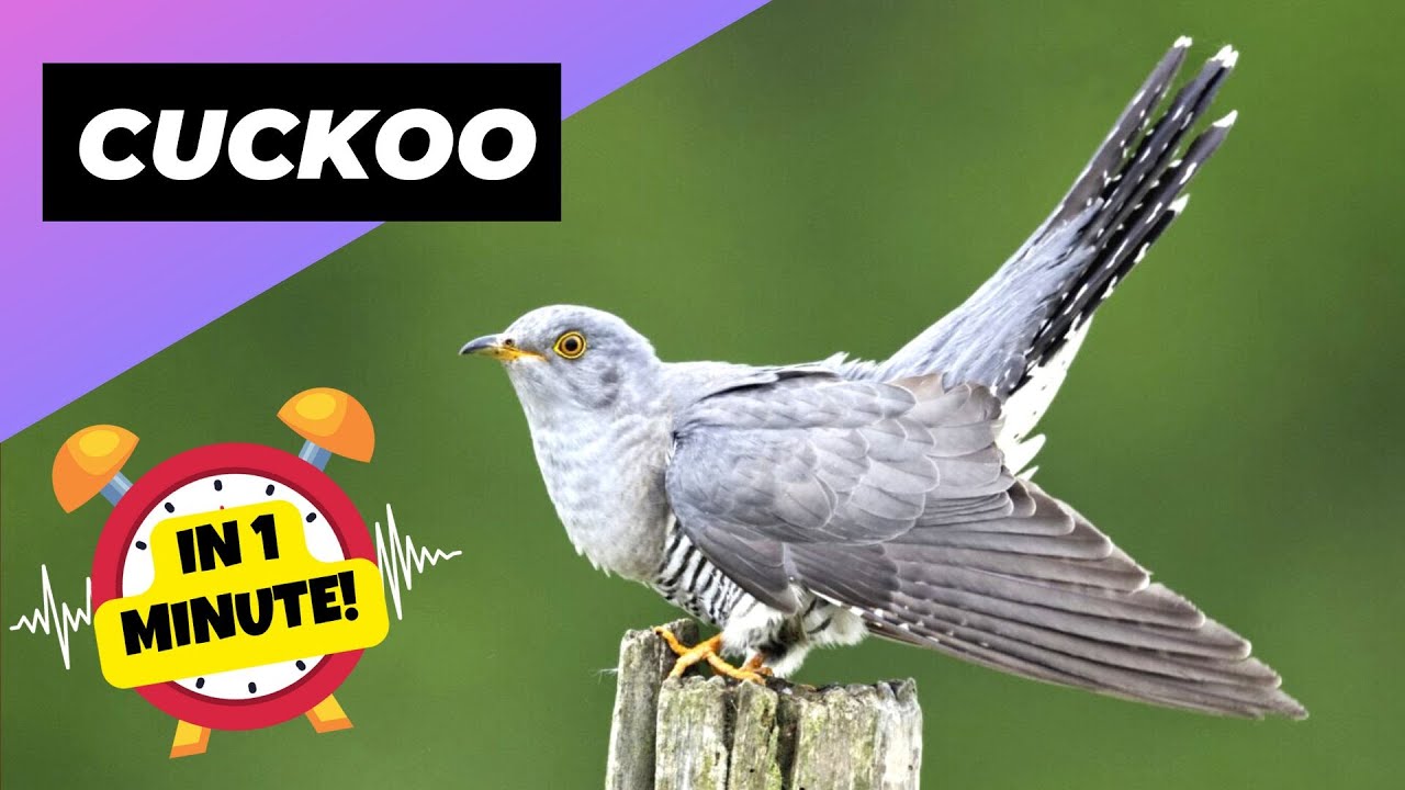 Cuckoo - In 1 Minute! 🕊 One Of The Worst Animal Mothers In The Wild | 1 ...