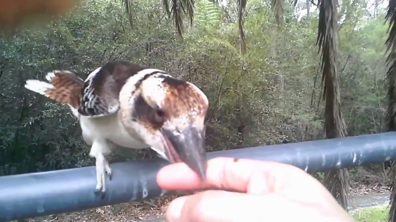 Byrd Attack by a Kookaburra - YouTube