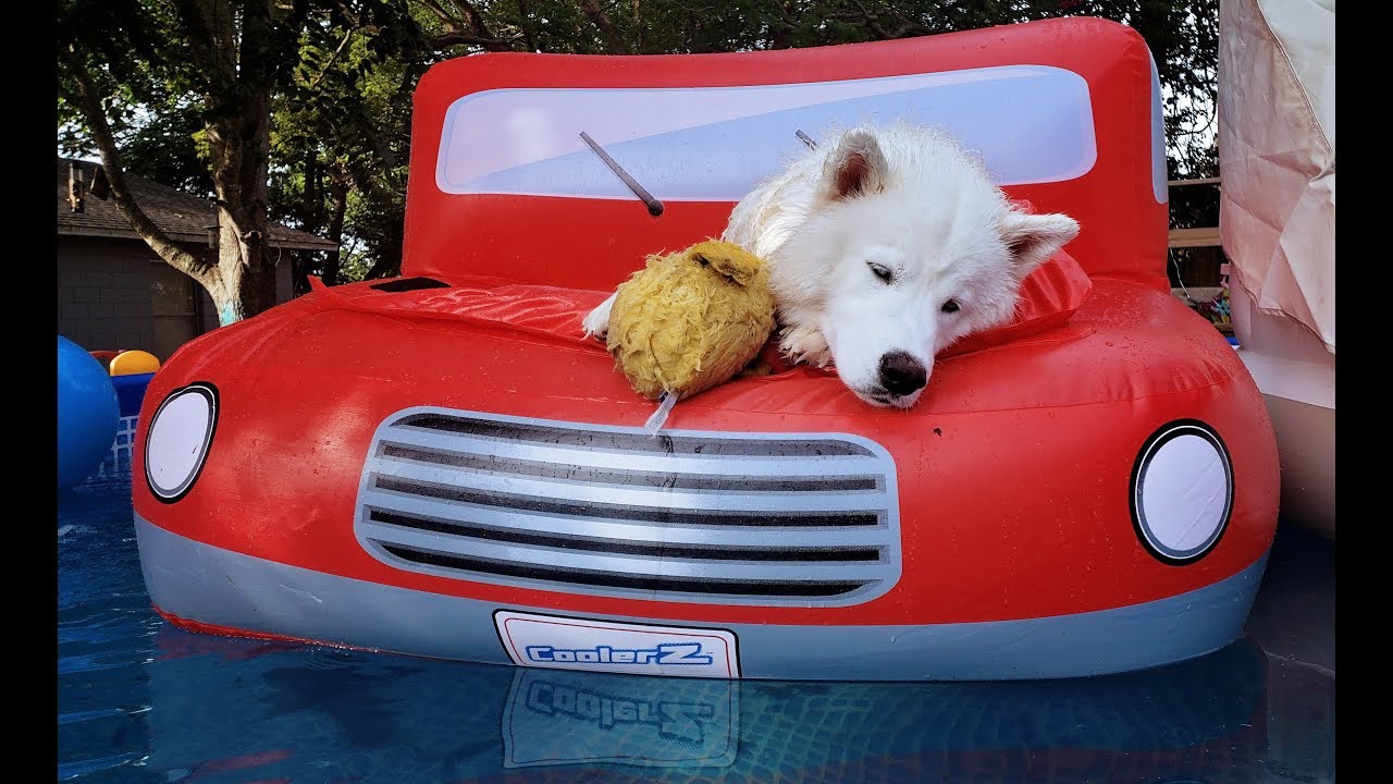 Husky Floats With Her Duck - YouTube