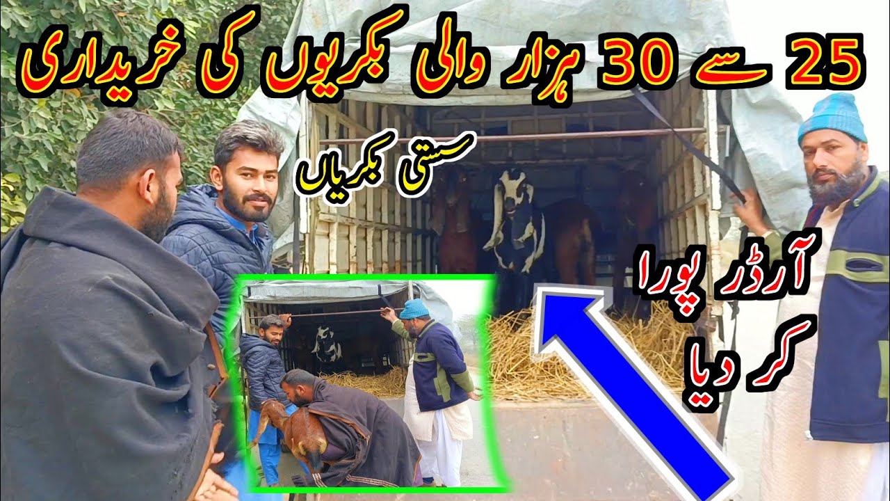 Purchasing Of New Goats On Order- Goat Farming Business In Pakistan ...