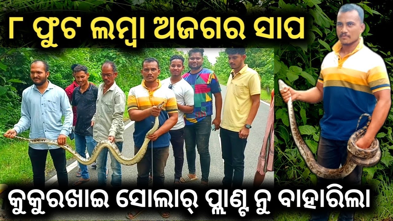୮ ଫୁଟ ଲମ୍ବା ଅଜଗର ବାହାରିଲା କୁକୁରଖାଇ ସୋଲାର ପ୍ଲାଣ୍ଟ ନେ Python snake rescue ...