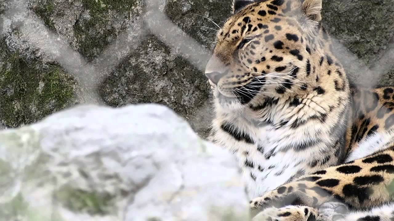 Amur Leopard - YouTube