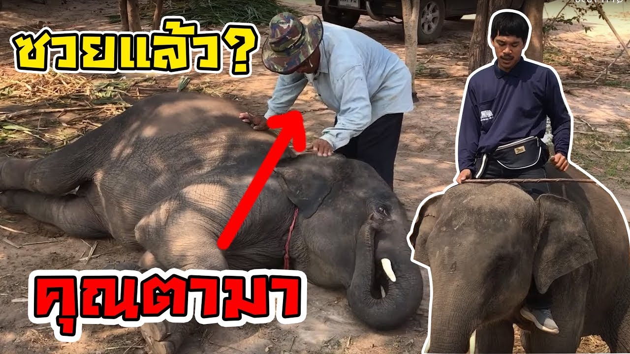ถึงกับดื้อไม่ออก!! เจอของจริงมา บัวบานนิ่งสงบ สยบคุณตา bua ban elephant ...