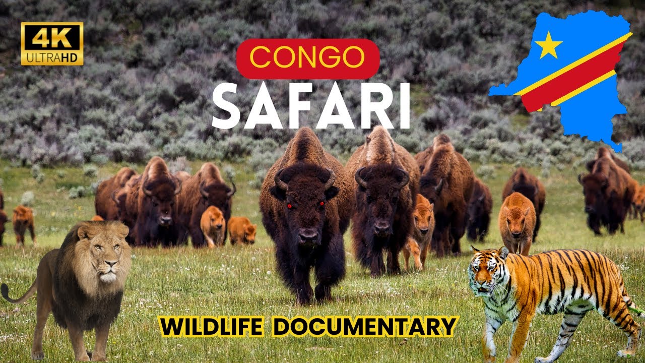Congo Safari 4K - The World’s Second Largest Tropical Rainforest ...