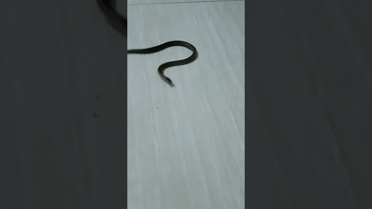 How to beat a snake - YouTube