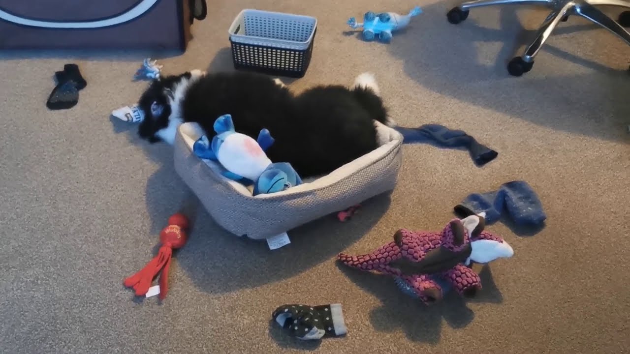 Belfry Lever Padlock Picked - YouTube