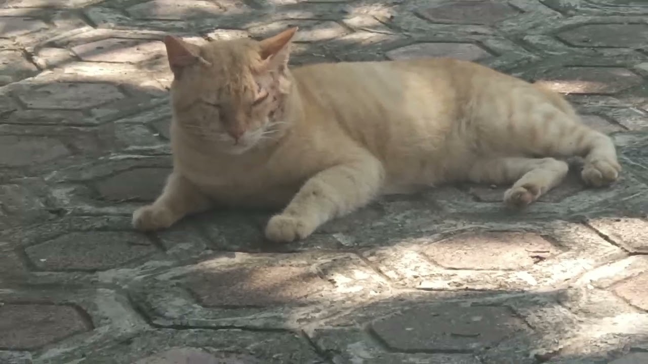 KUCING OREN SI PREMAN KAMPUNG, KONDISI WAJAH SUDAH MEMBAIK !! - YouTube