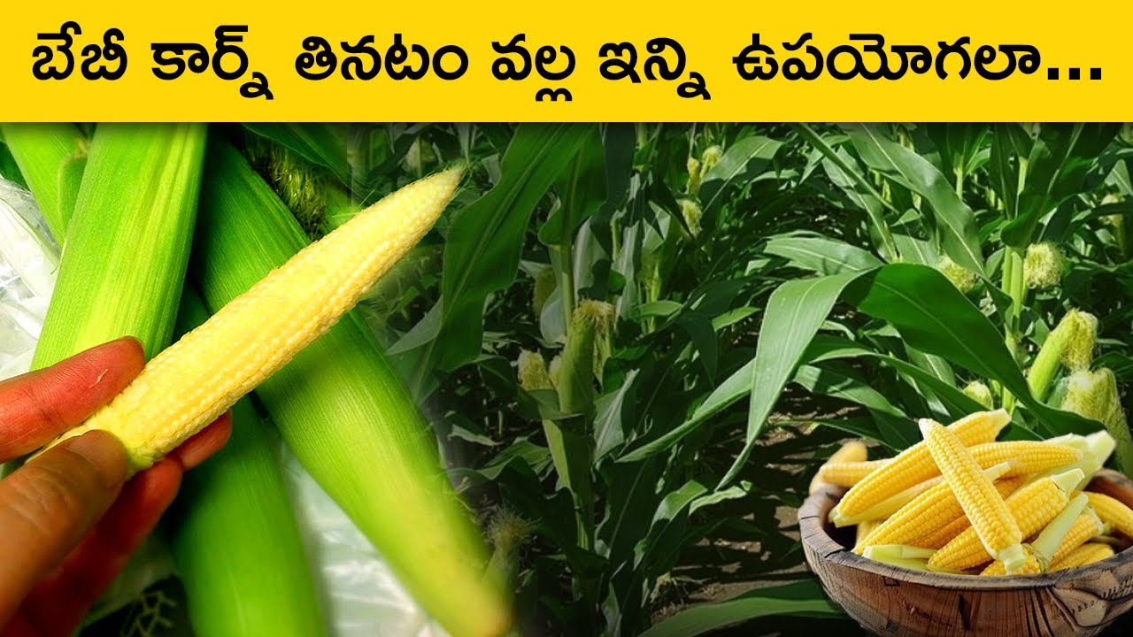 BEST BABY CORN Farming Techniques You're Not Using! | BABY CORN Farming ...
