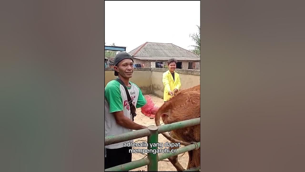 TATA CARA MELAKUKAN INSEMINASI BUATAN PADA SAPI - YouTube