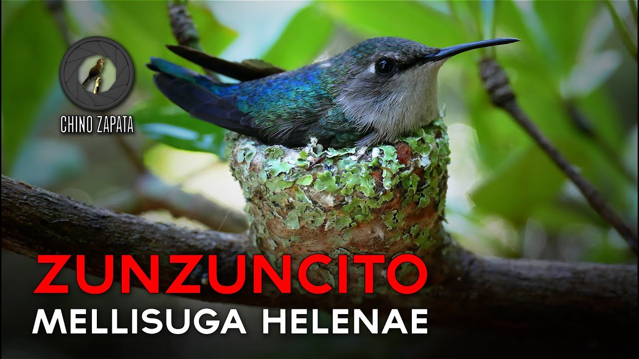 Zunzuncito. El ave más pequeña del mundo - 4K - Chino Zapata Bird Guide ...