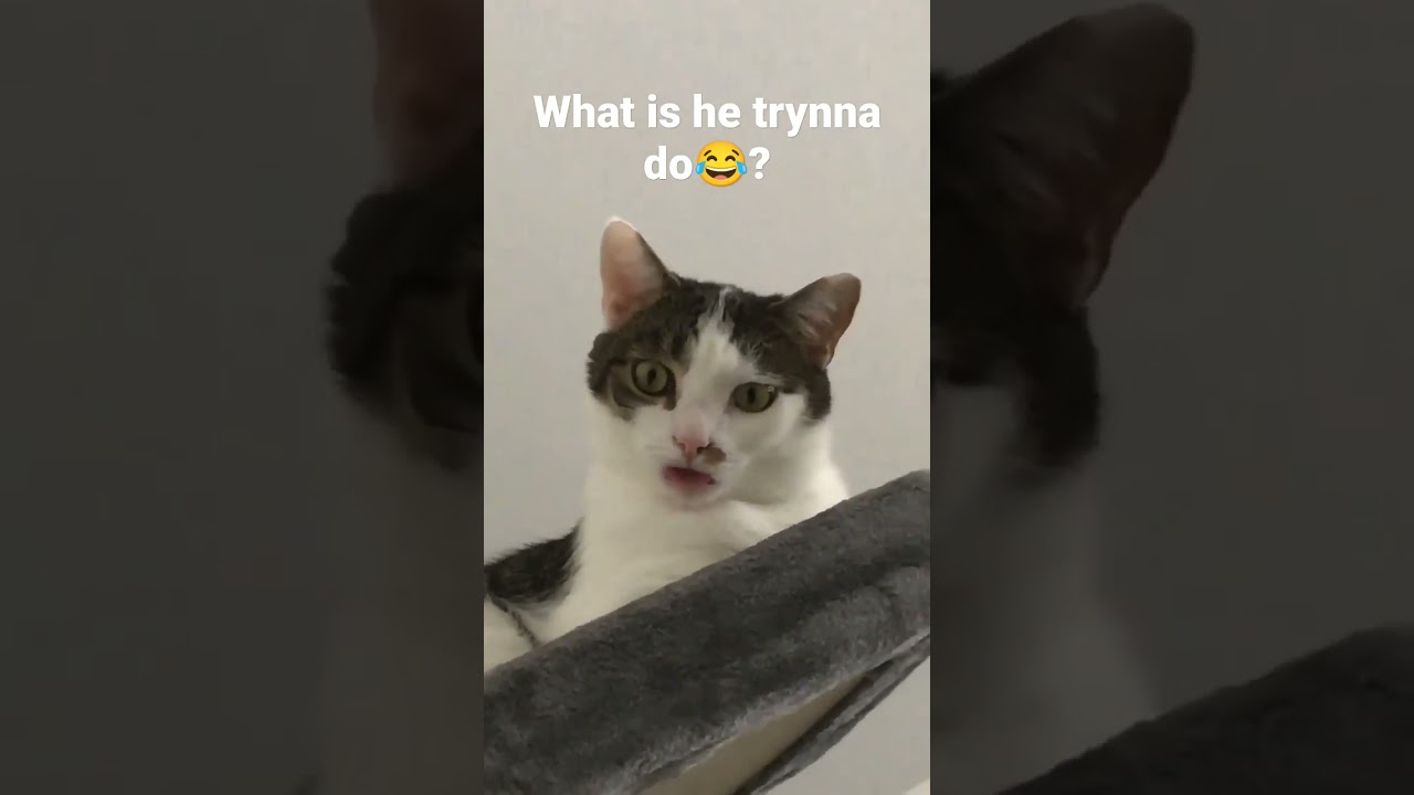 whatttttttt😂😂😂 - YouTube