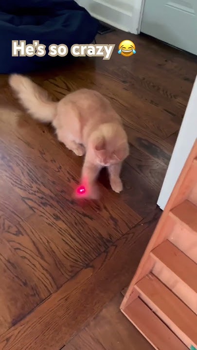 Giving my cat catnip - YouTube