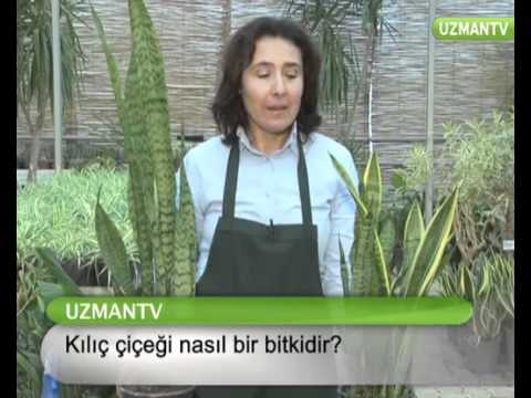 Kılıç çiçeği nasıl bir bitkidir?
