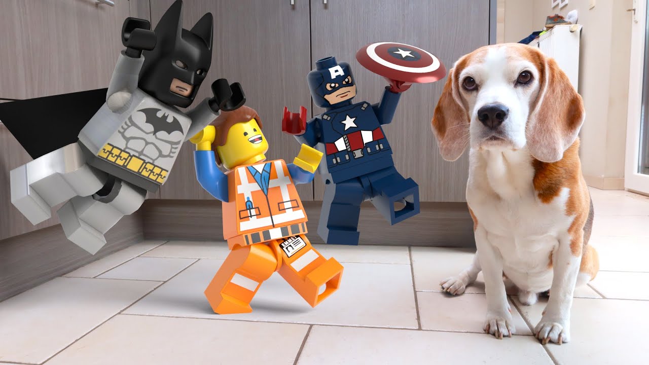 Animated Lego VS Cute Dogs. Awesome Video Compilation. - YouTube