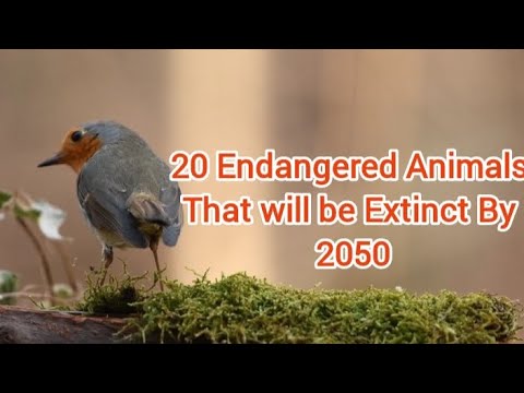 20 Endangered Animals That will be Extinct by 2050 - YouTube