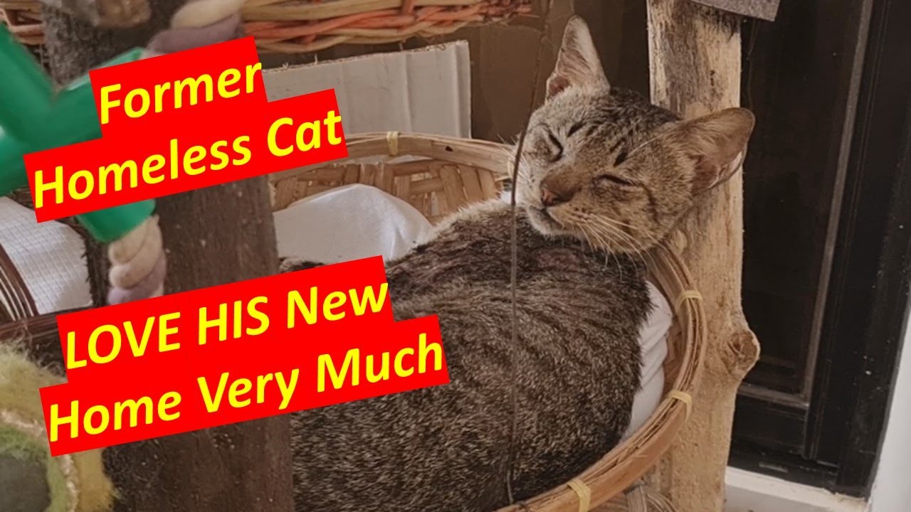 Former Homeless Cat Finds Love and Happiness in New Home 🥰 - YouTube