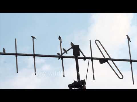 Old analog TV antenna spotted in Delhi with flock of House Sparrows on ...