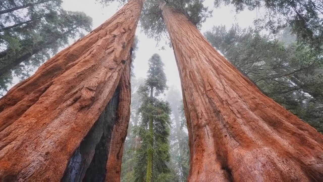 THERE ARE NO FOREST ON EARTH - YouTube