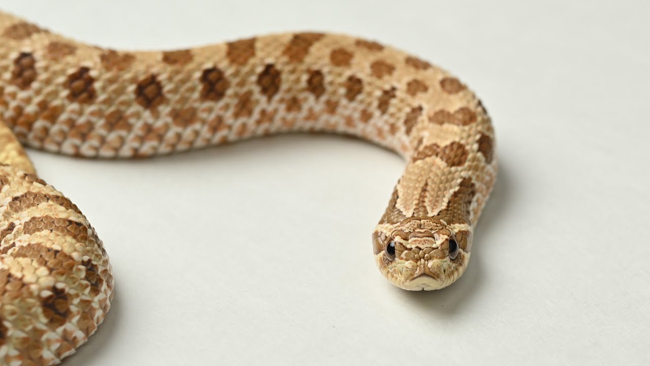 Monday (Monday) (A Western Hognose Snake Listing Video) - YouTube