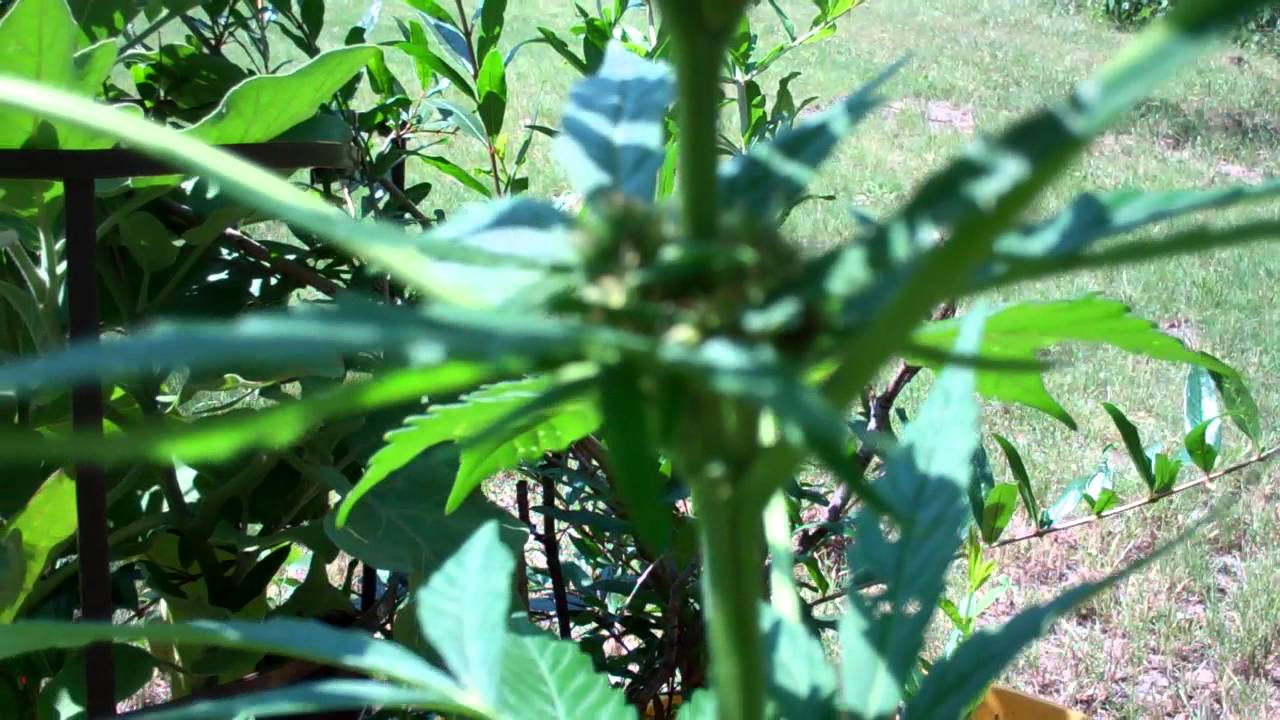 2 weeks into flowering stage " marijuana" - YouTube
