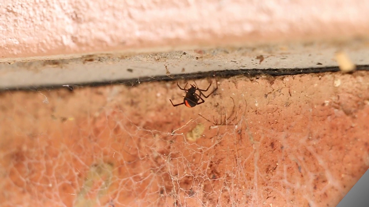 PestXpert Spider Blast Aerosol in action, with unique 5 outlet spray ...