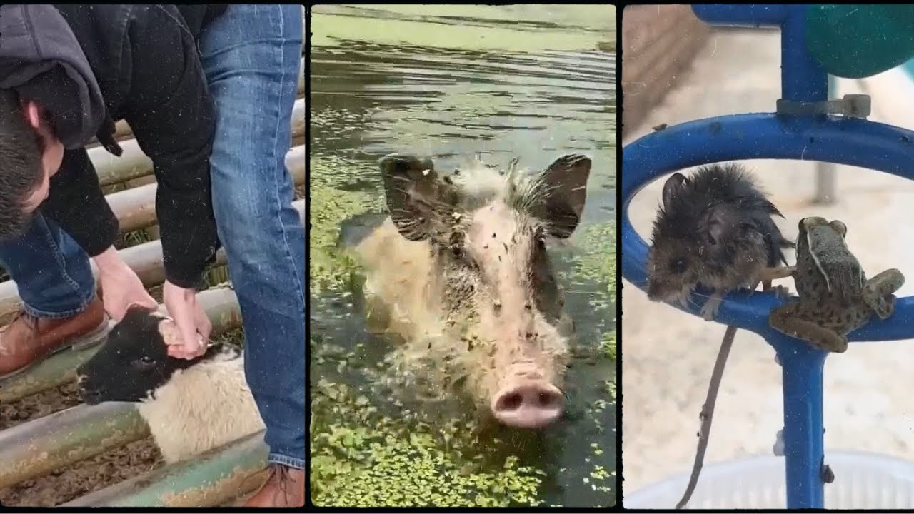 Animals That Asked People for Help & Kindness | Love Animals P12 - YouTube