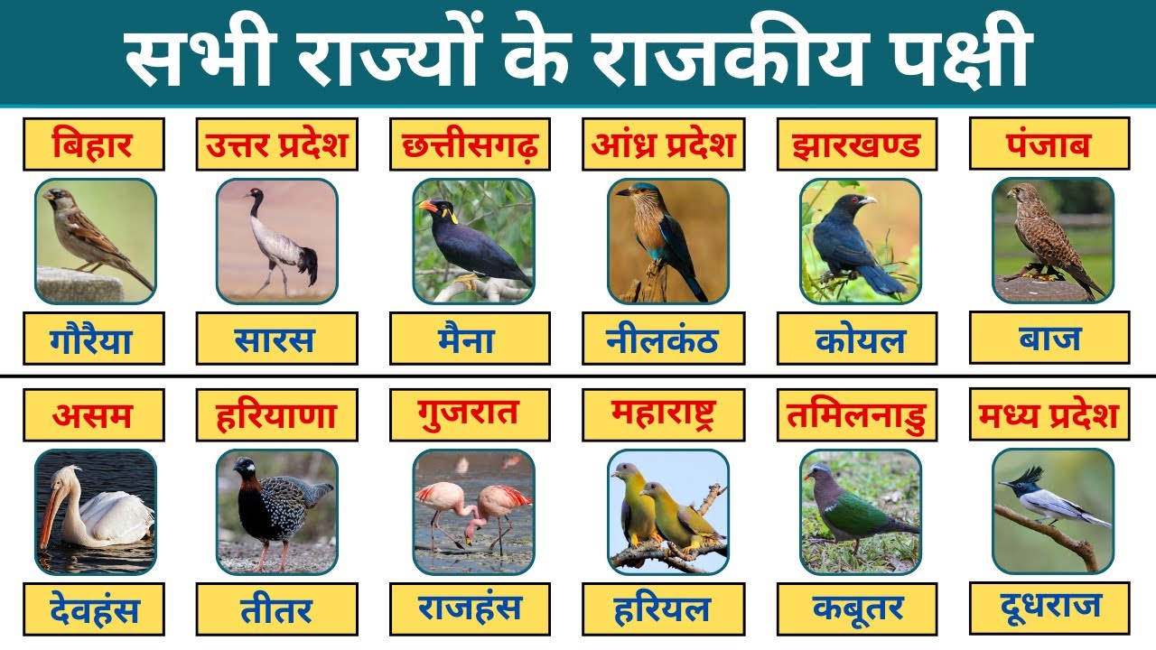 सभी राज्यों के राजकीय पक्षी | 28 rajyo ke rajkiya pakshi | State birds ...