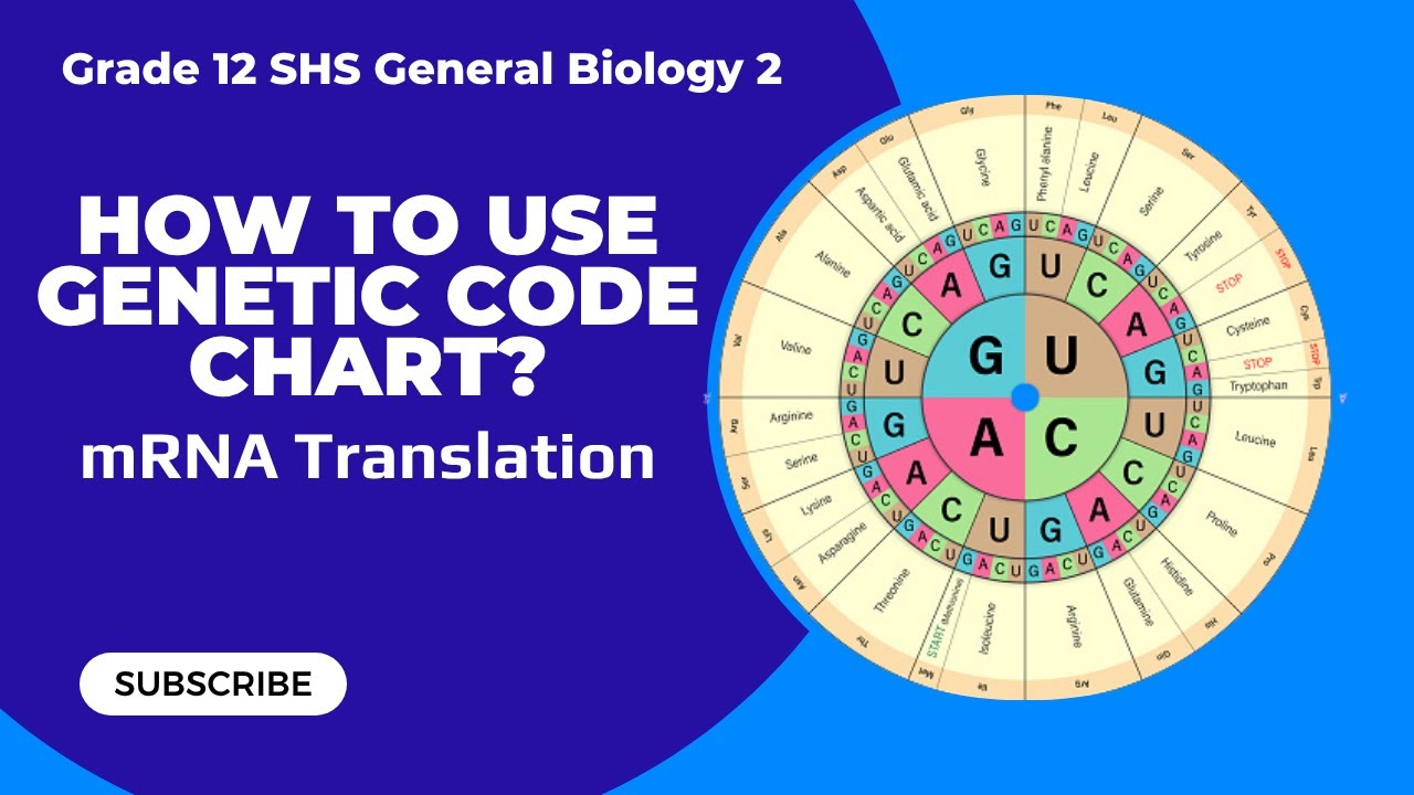 Amino Acid Codon Abbreviation Table | Cabinets Matttroy