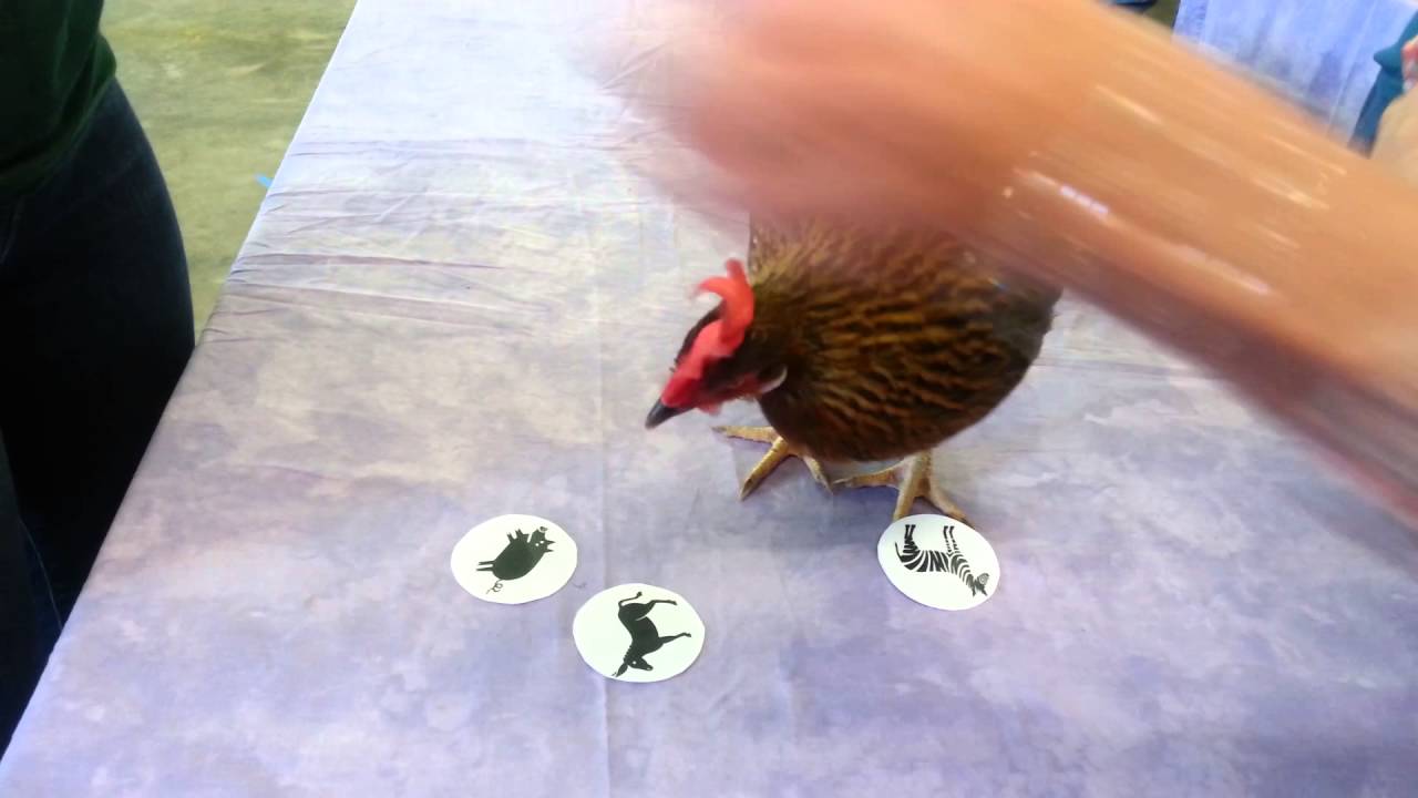 Super smart chicken @ Terry Ryan Chicken Camp - YouTube
