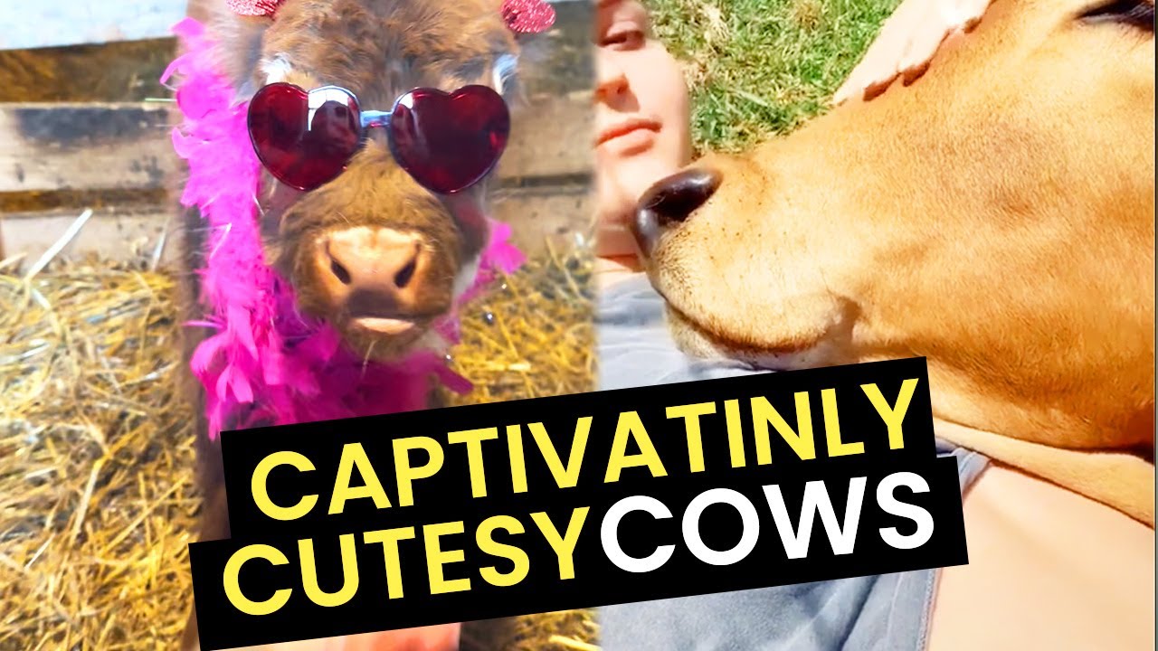 The MOST Captivatingly Cutesy Cows - YouTube