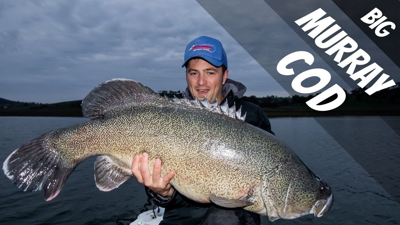 Small Swimbait = Big Murray Cod - YouTube