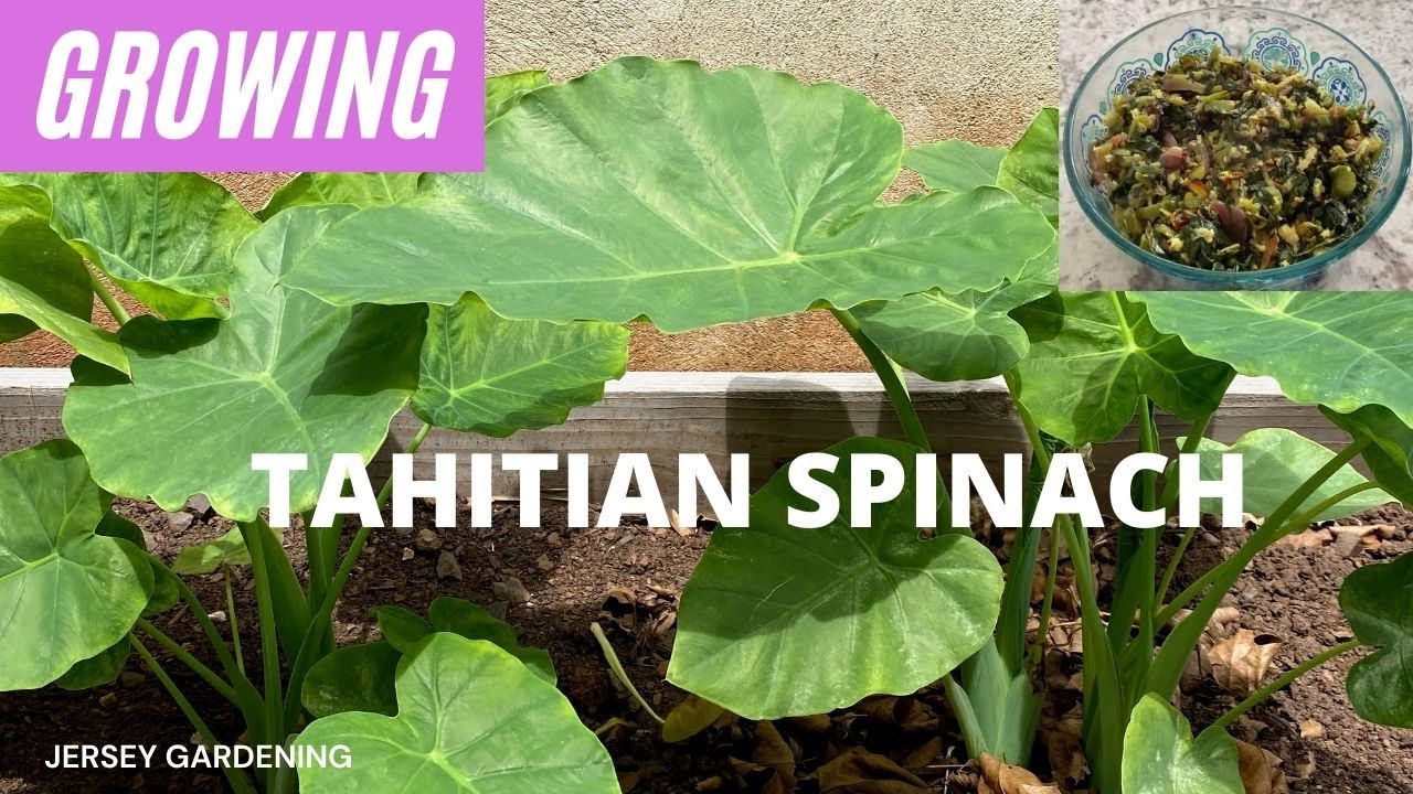 How to Grow Tahitian Spinach/ Cheera Chembu - English - YouTube