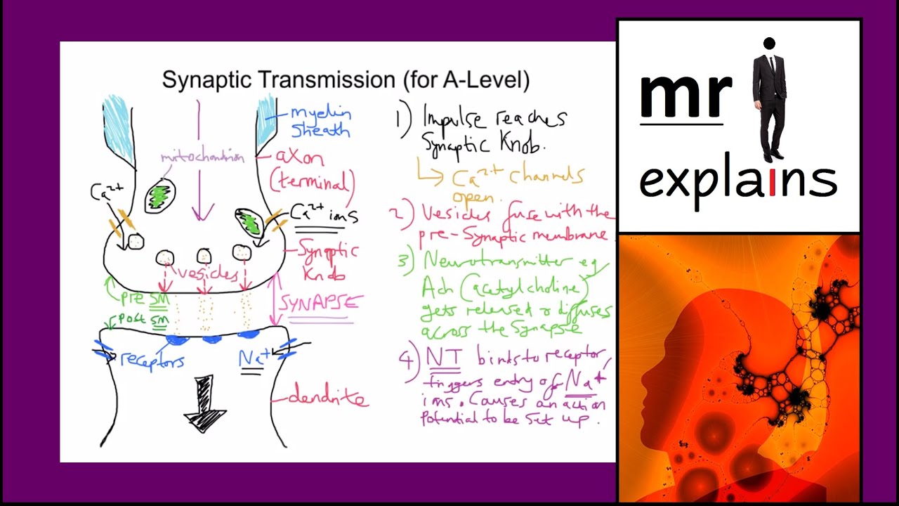 mr i explains: Synaptic Transmission (for A-Level/KS5) - YouTube