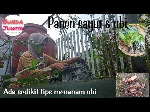Panen lagi