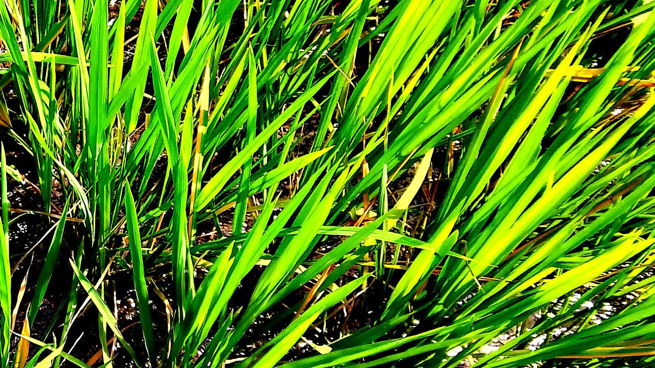 Hypnotic Relaxation to Nature Sounds: Perfect for Sleep and Meditation ...