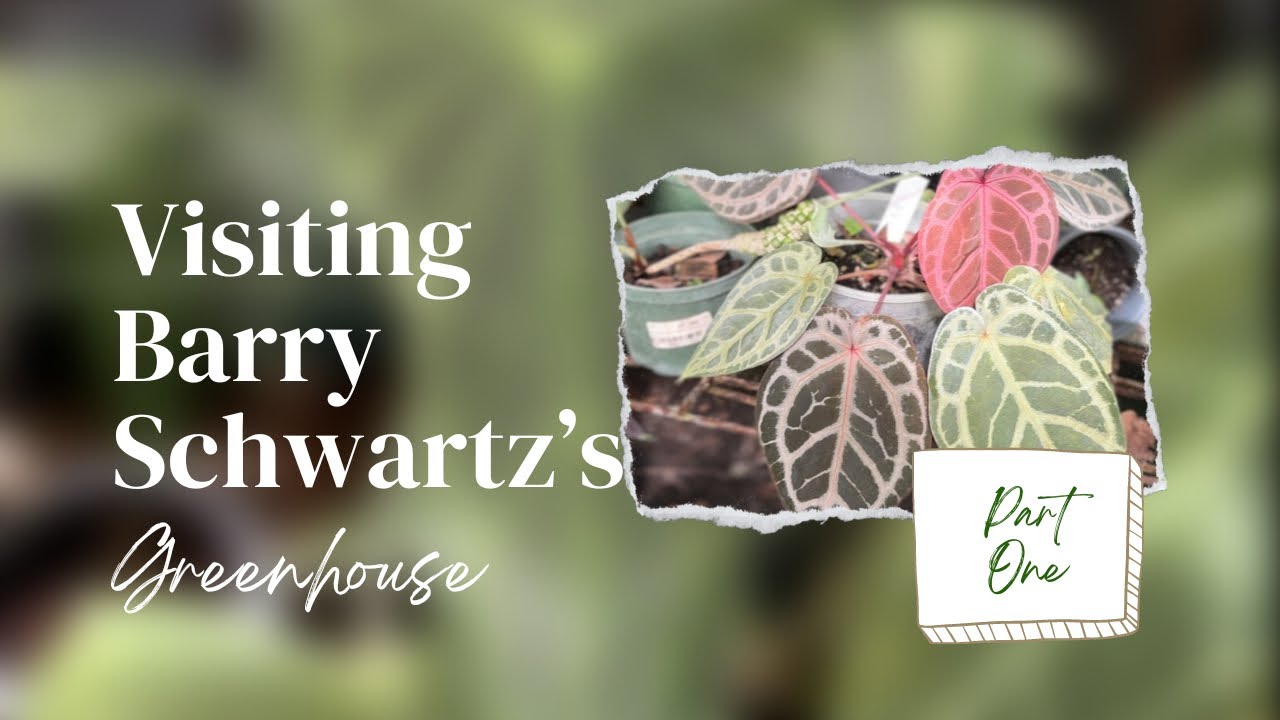 Inside Barry Schwartz's Greenhouse: The Ultimate Plant Collection - YouTube