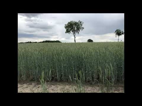 Amar Bela Je Jay - Gaurab Sengupta - YouTube