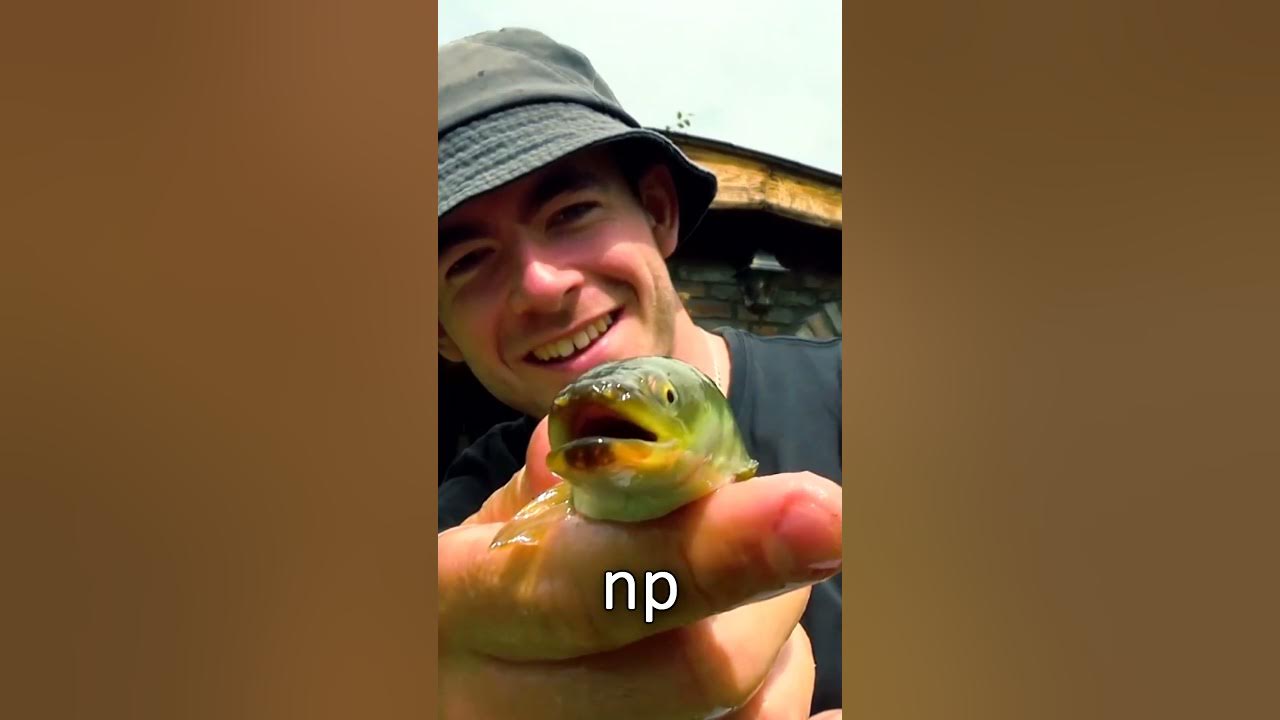 Tajemnicza ryba w moim stawie - YouTube