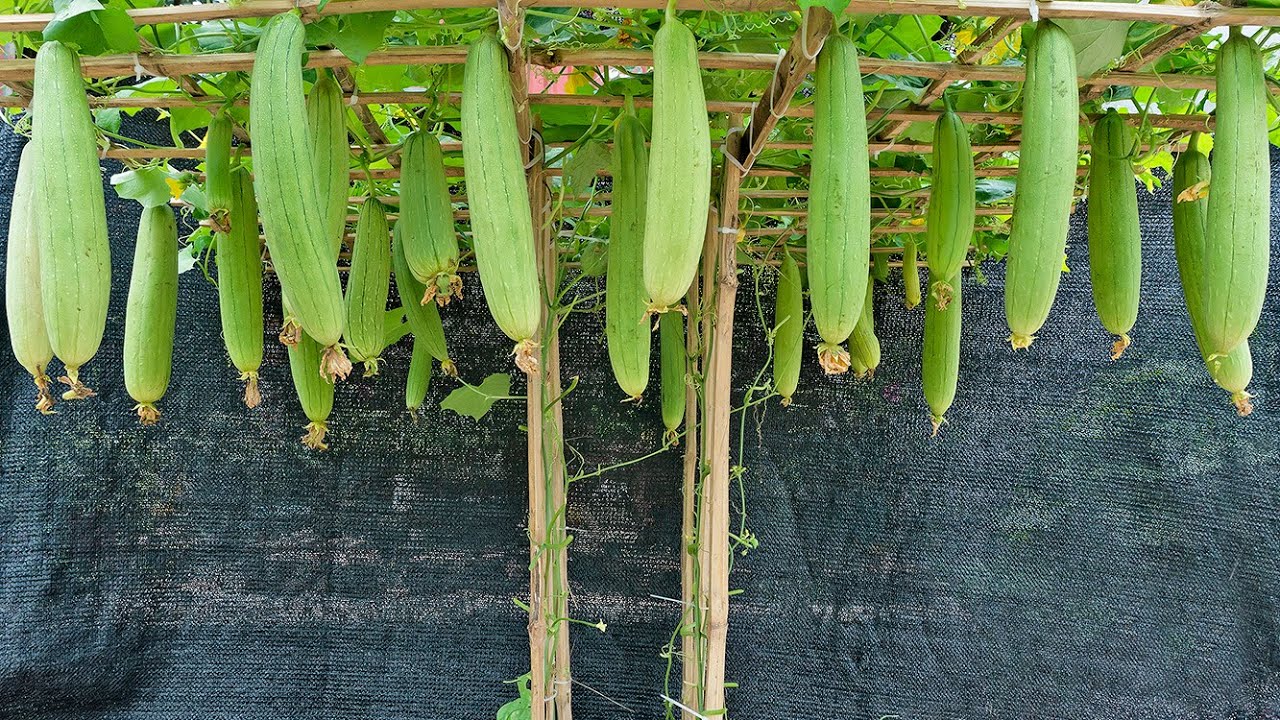 Surprisingly,method of growing luffa in plastic containers produces ...