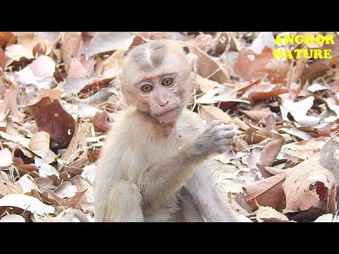Monkey Axel feel sad coz cannot join in monkey troop | Angkor Nature