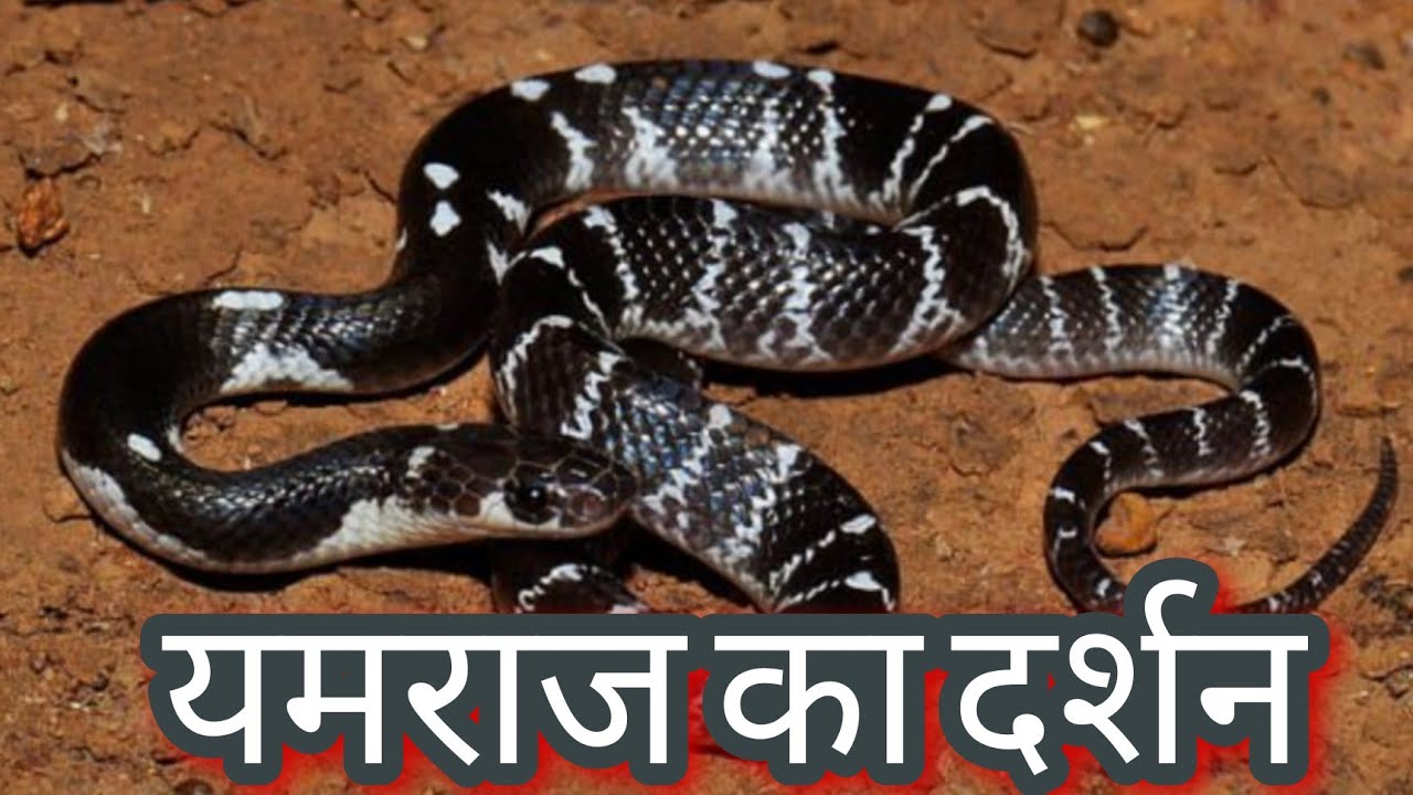 Common karait ka attack let night 🐍🐍🔥 - YouTube