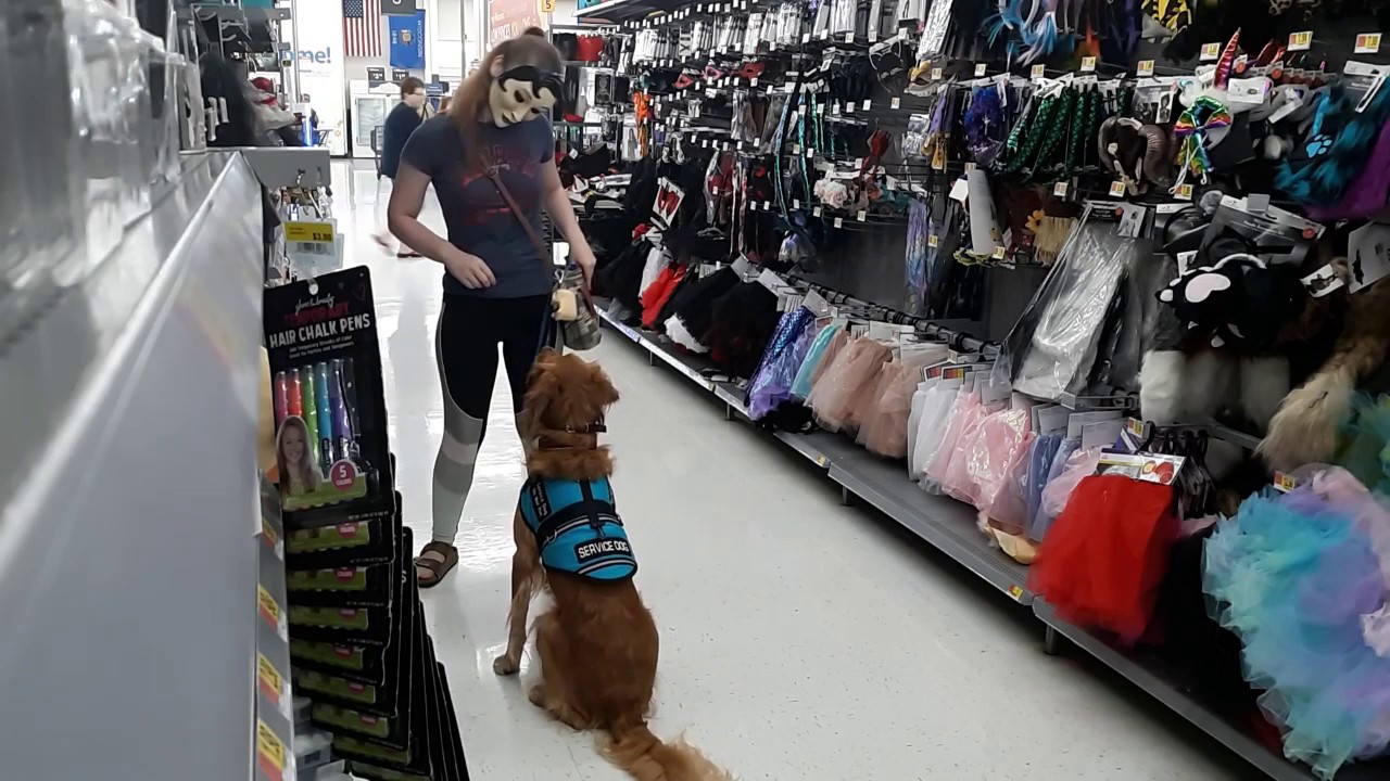 Halloween Service Dog Training *Syncope Alerts Caught on Camera!* - YouTube