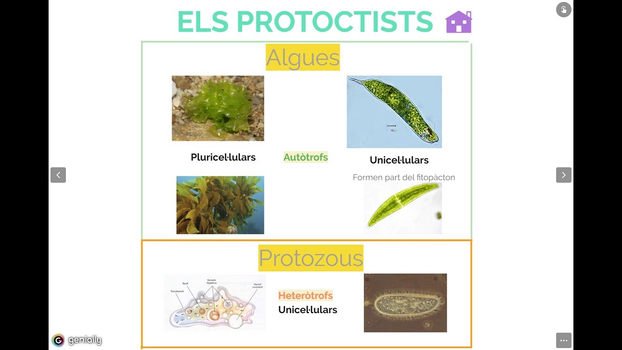 EL REGNE DELS PROTOCTISTS. Algues i protozous - YouTube