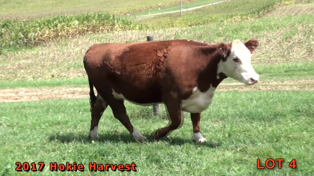 LOT 4 __ 2017 VTech Hokie Harvest Sale - YouTube